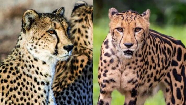 Project Cheetah: Eight Cheetahs From Namibia Reach Gwalior Airport ...