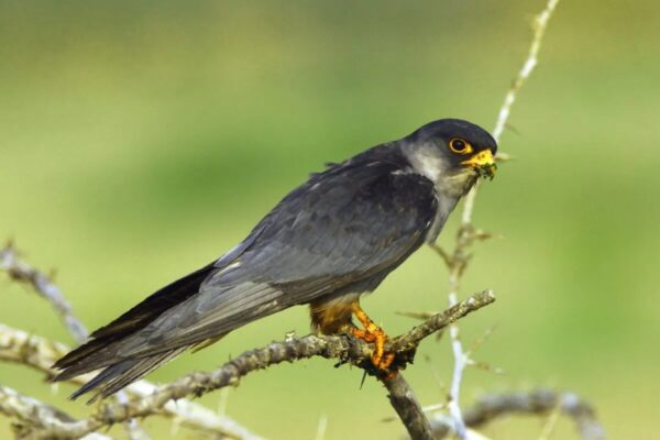 Over 100 Flock of migratory Amur Falcon arrives in Arunachal - North ...
