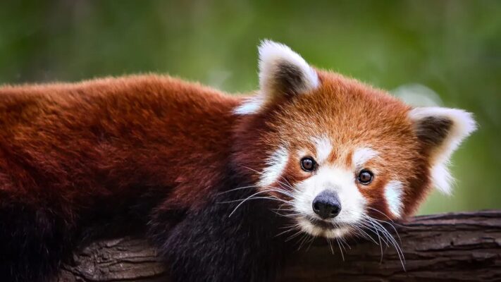 Arunachal Pradesh: Red Panda spots in Mishmi Hills of Lower Dibang ...