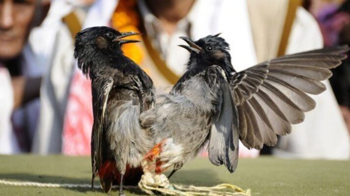 Traditional Bulbuli Fight Returns to Hajo After Nine Years, Igniting ...