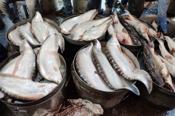 Assam Gears Up for Uruka Celebration with Arrival of 2,000 Metric Tons ...