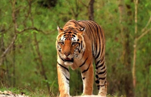 Sepahijala Wildlife Sanctuary in Tripura Welcomes Two Tigers Among New ...