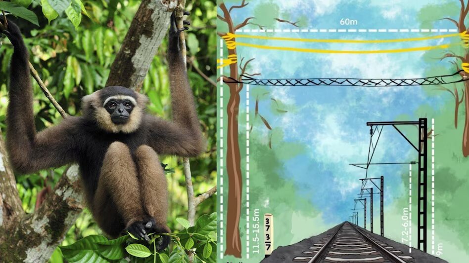 NF Railway Installs Canopy Bridges to Aid Hoolock Gibbons' Movement in ...
